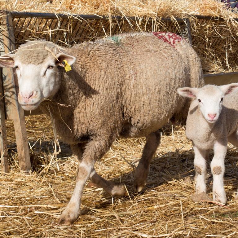 HIPRA | VIMCO® vaccine against caprine and ovine mastitis